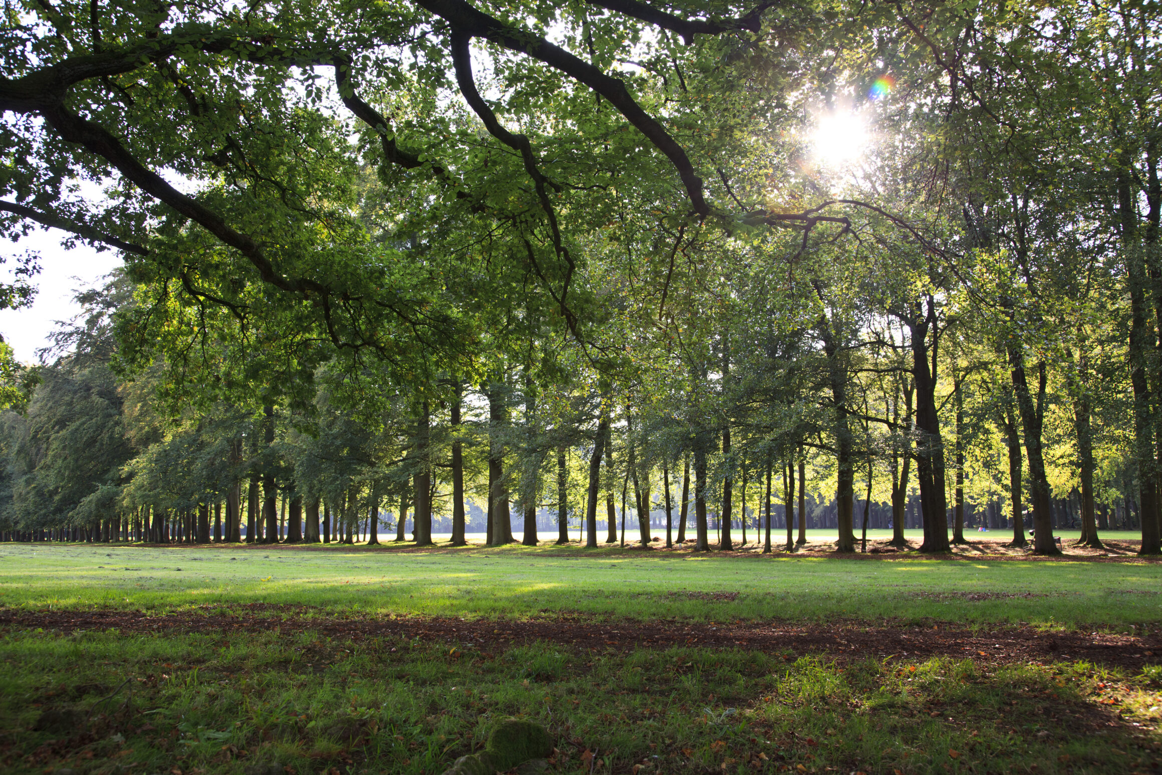Oude bomen bij Paleis Het Loo krijgen tweede leven | Kastelen en Tuinen ...